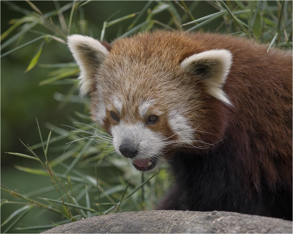 ROTER PANDA Foto & Bild | tiere, zoo, wildpark & falknerei, säugetiere ...