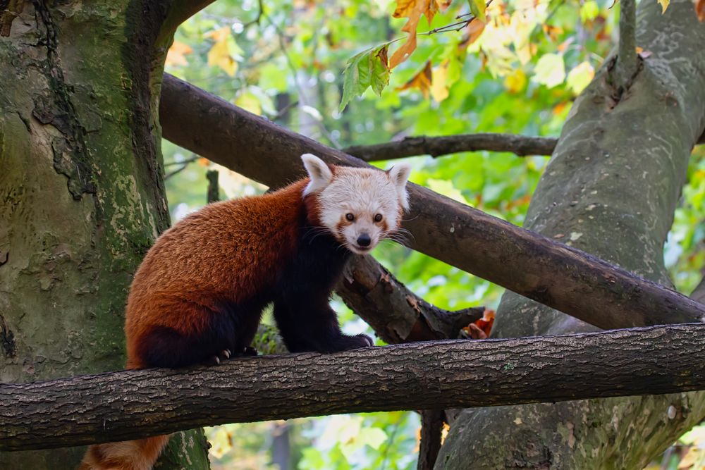 Roter Panda I Foto & Bild | tiere, zoo, wildpark & falknerei ...