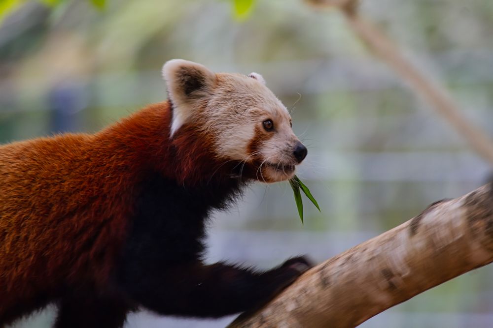 Roter Panda II Foto & Bild | natur, zoo, tiere Bilder auf fotocommunity