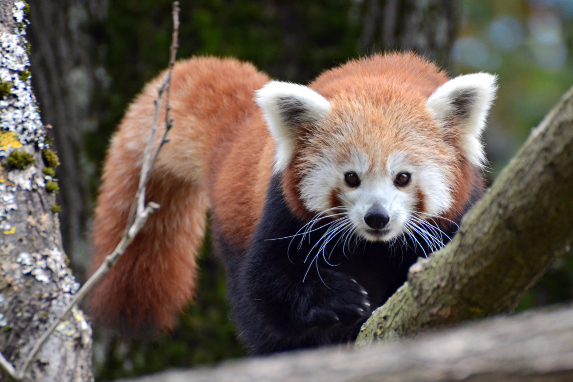 Roter Panda, Kleiner Panda, Katzenbär, Bärenkatze, Feuerfuchs, Goldhund ...