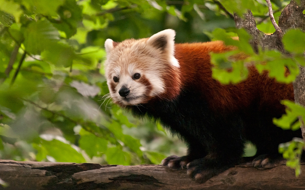 Roter Panda reload Foto & Bild | tiere, zoo, wildpark & falknerei ...