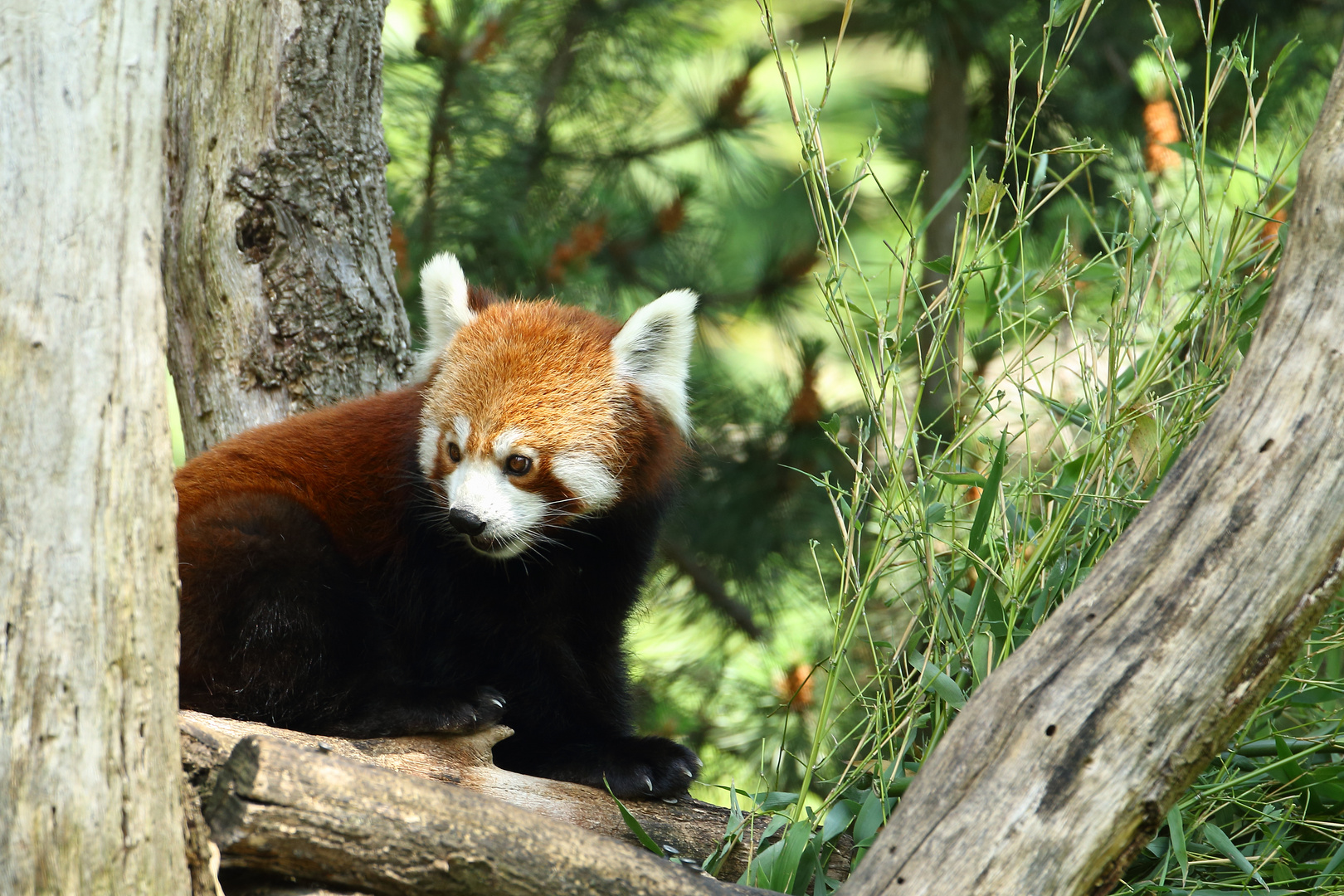 Roter Pandabär Foto & Bild | panda, tier, zoo Bilder auf fotocommunity