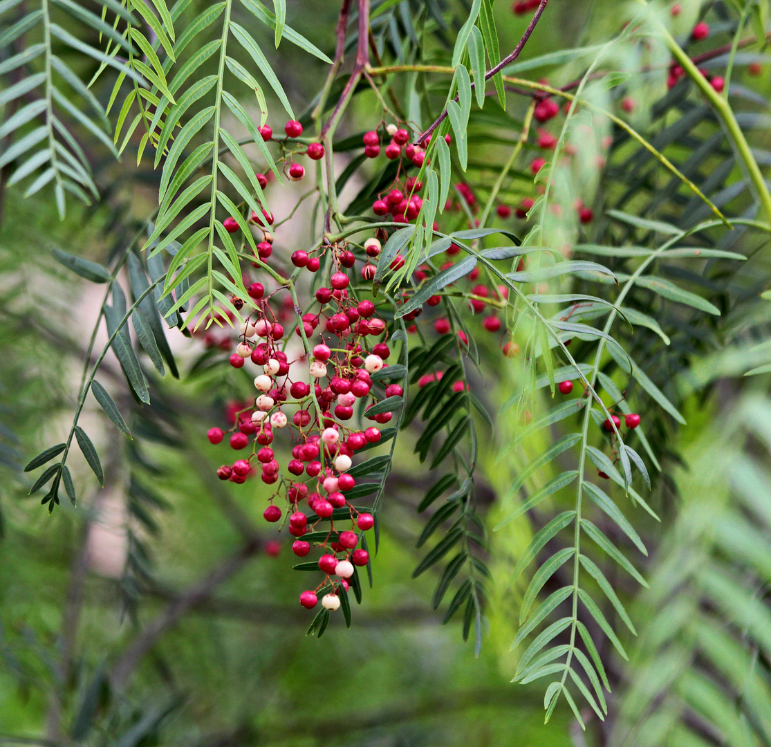 roter Pfeffer Foto & Bild | spanien, linde a, pfefferbaum Bilder auf ...