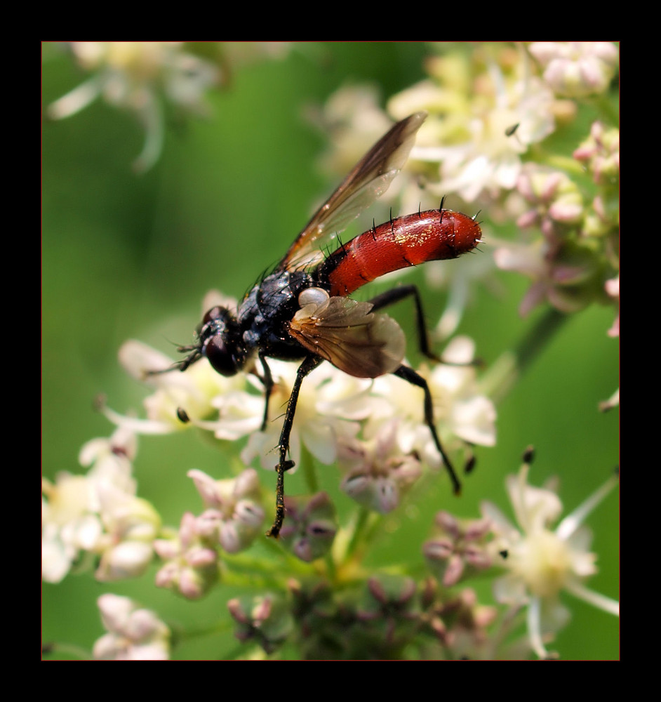 Roter Po Foto & Bild | tiere, wildlife, insekten Bilder auf fotocommunity