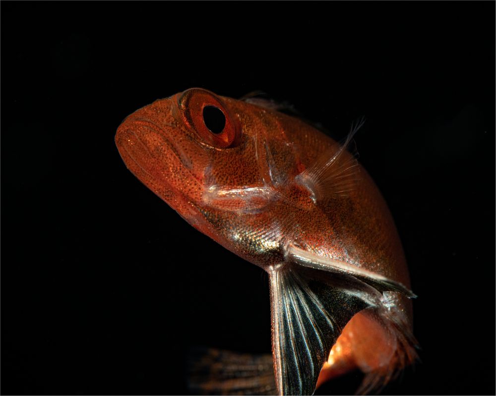 Roter Riese Foto & Bild | fotos, world, makro Bilder auf fotocommunity