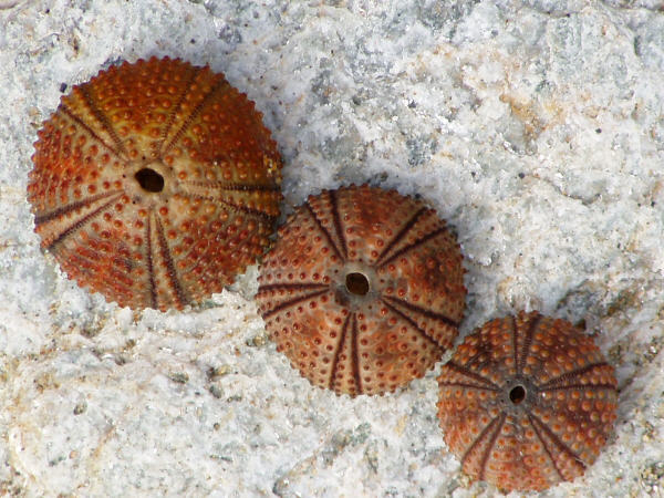 roter Seeigel (Skelett) Foto & Bild | tiere, wildlife, natur Bilder auf ...