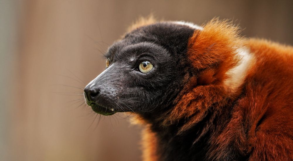 Roter Vari 001 Foto & Bild | deutschland, europe, nordrhein- westfalen ...