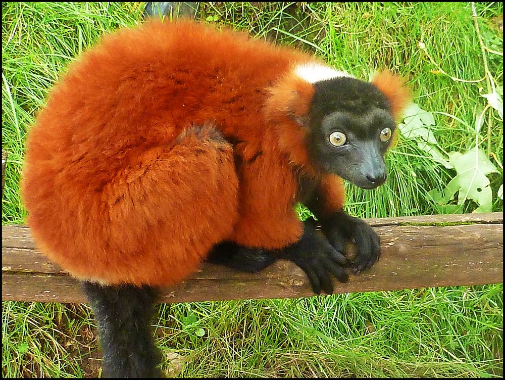 Roter Vari Foto & Bild | tiere, zoo, wildpark & falknerei, säugetiere ...