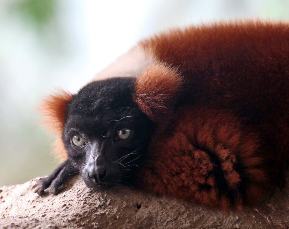 Roter Vari Foto & Bild | tiere, zoo, wildpark & falknerei, säugetiere ...
