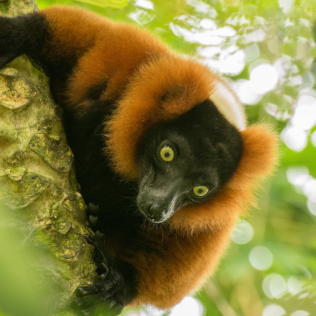 Roter Vari Foto & Bild | tiere, zoo, wildpark & falknerei, säugetiere ...