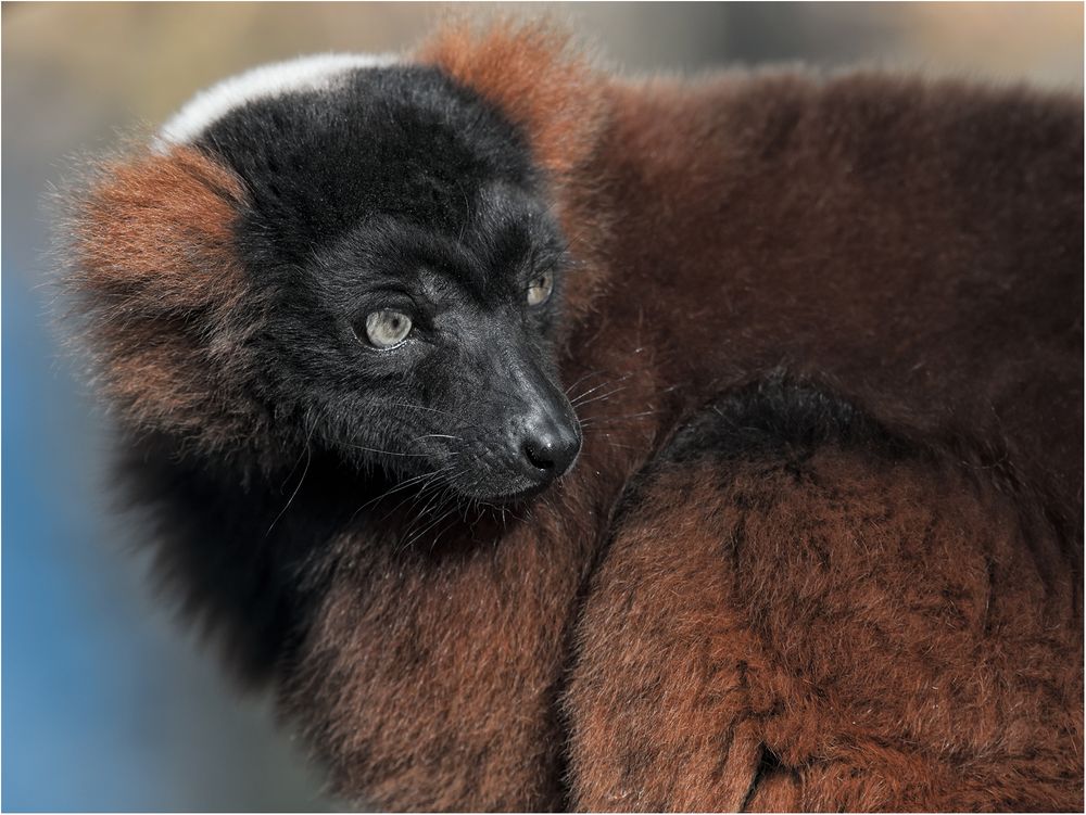 Roter Vari Foto & Bild | säugetiere, primaten, roter vari Bilder auf ...