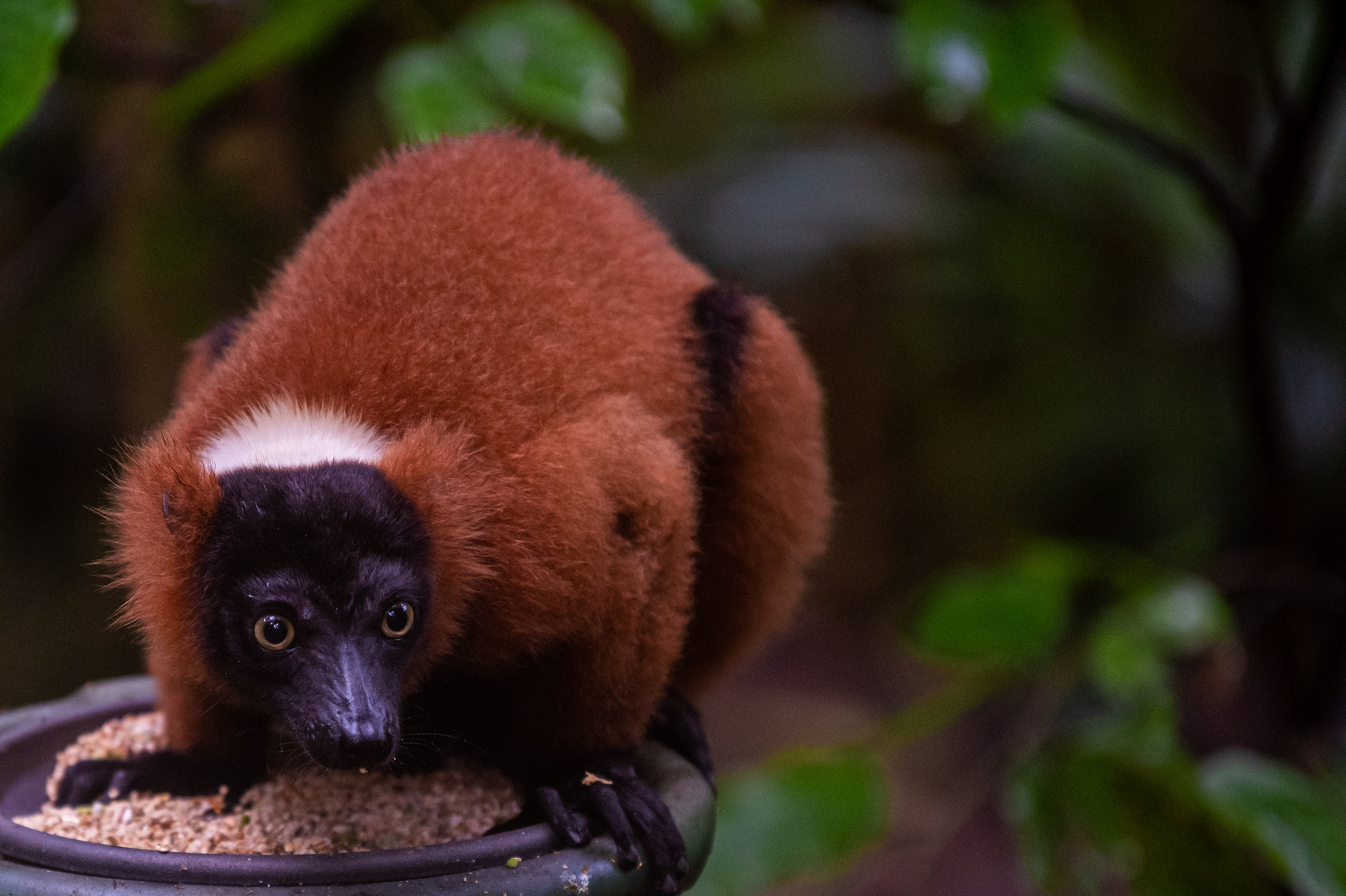 roter Vari Foto & Bild | natur, zoo, tiere Bilder auf fotocommunity