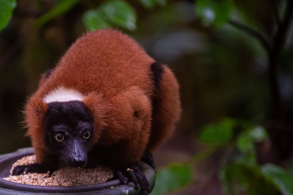 roter Vari Foto & Bild | natur, zoo, tiere Bilder auf fotocommunity