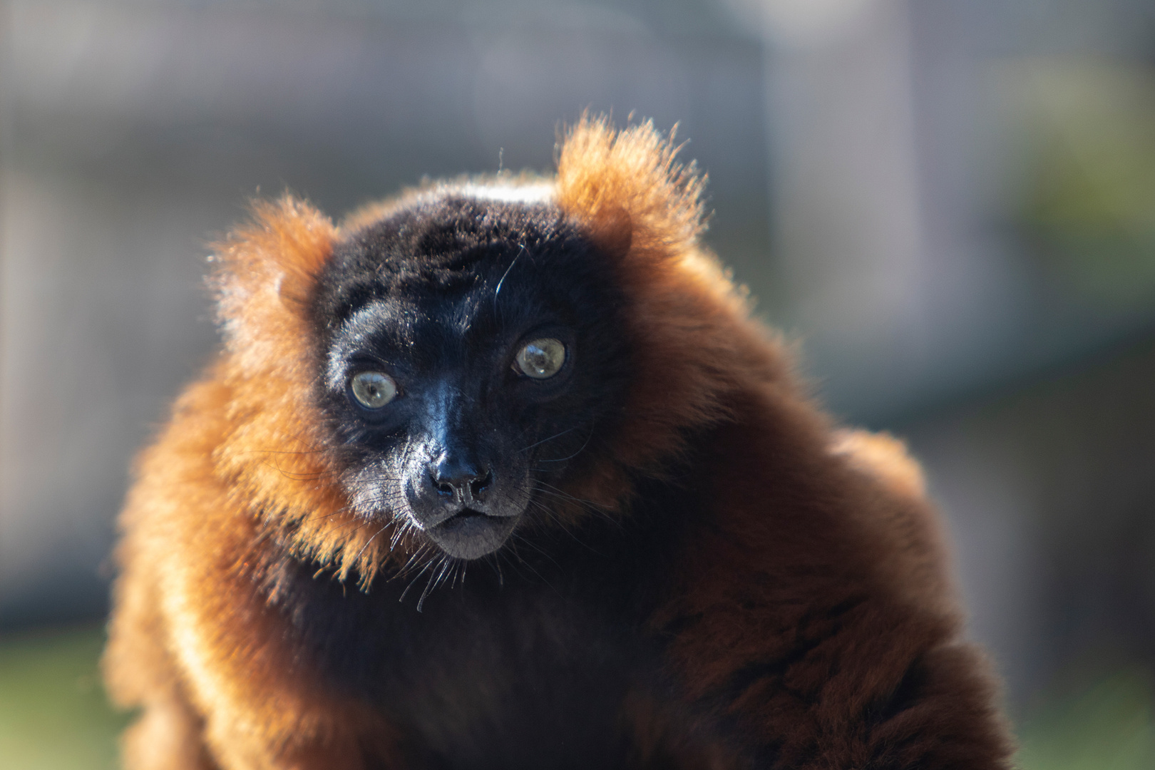 Roter Vari Foto & Bild | natur, lemuren, affen Bilder auf fotocommunity