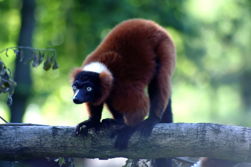 Roter Vari in der Zoom Afrika Welt Gelsenkirchen Foto & Bild | tiere ...