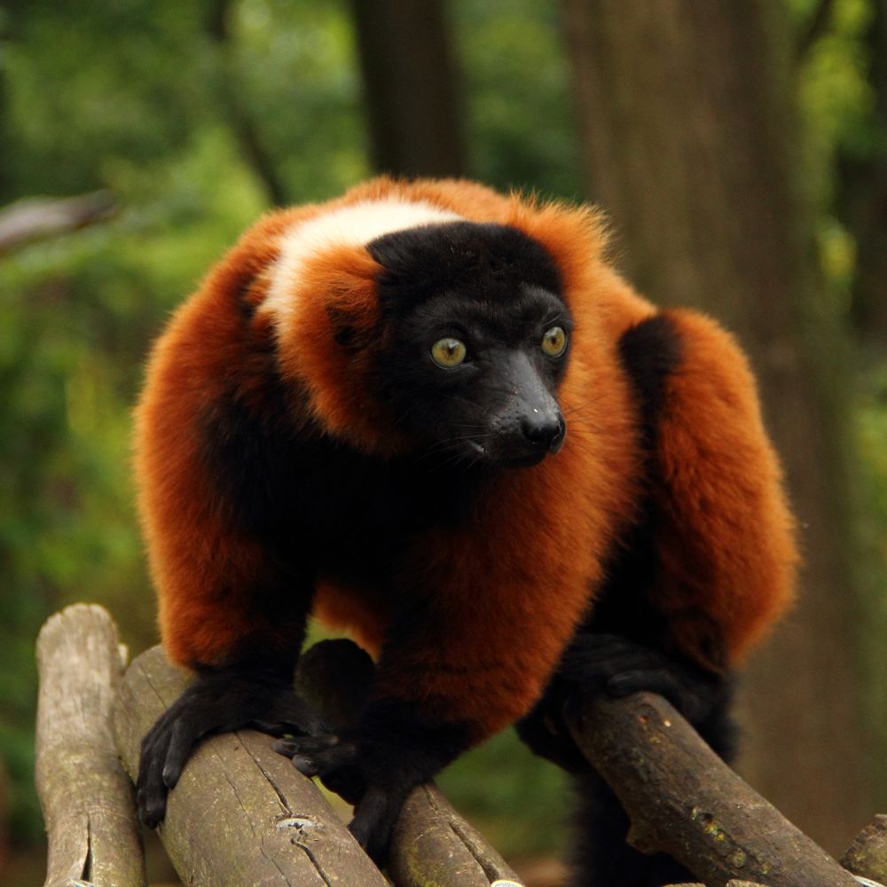 Roter Vari in der ZOOM Erlebniswelt, Gelsenkirchen Foto & Bild ...