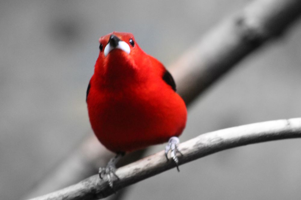 Roter Vogel Foto & Bild | tiere, zoo, wildpark & falknerei, vögel ...