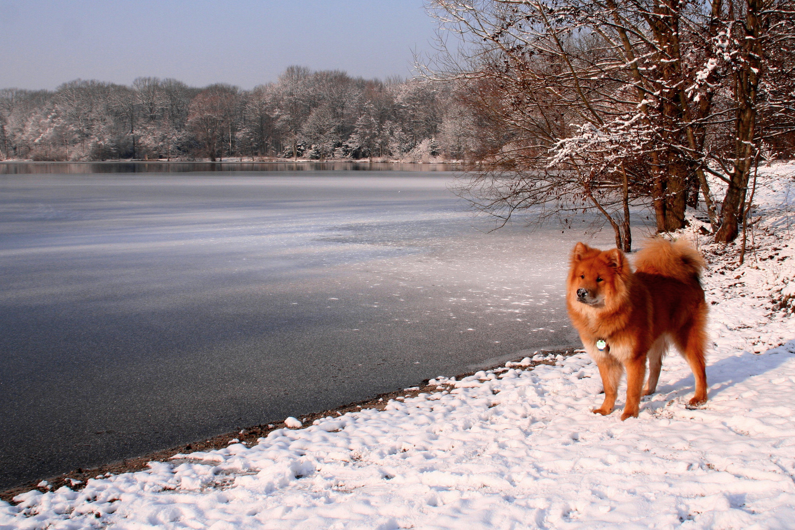 "Roter Wolf"... Foto & Bild | jahreszeiten, winter, enzo Bilder auf ...