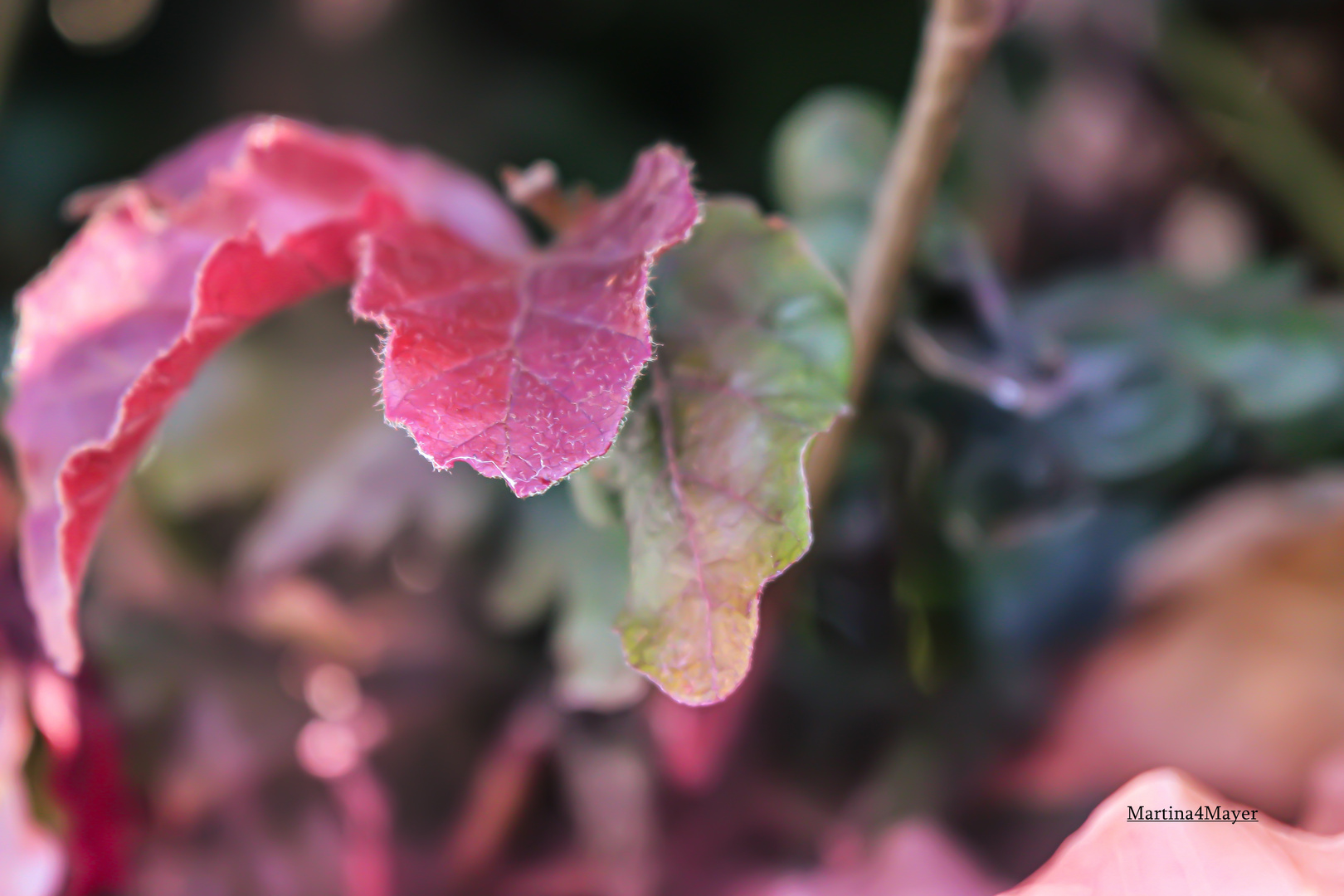 @rotes Blattl Foto & Bild | pflanzen, pilze & flechten, bäume ...