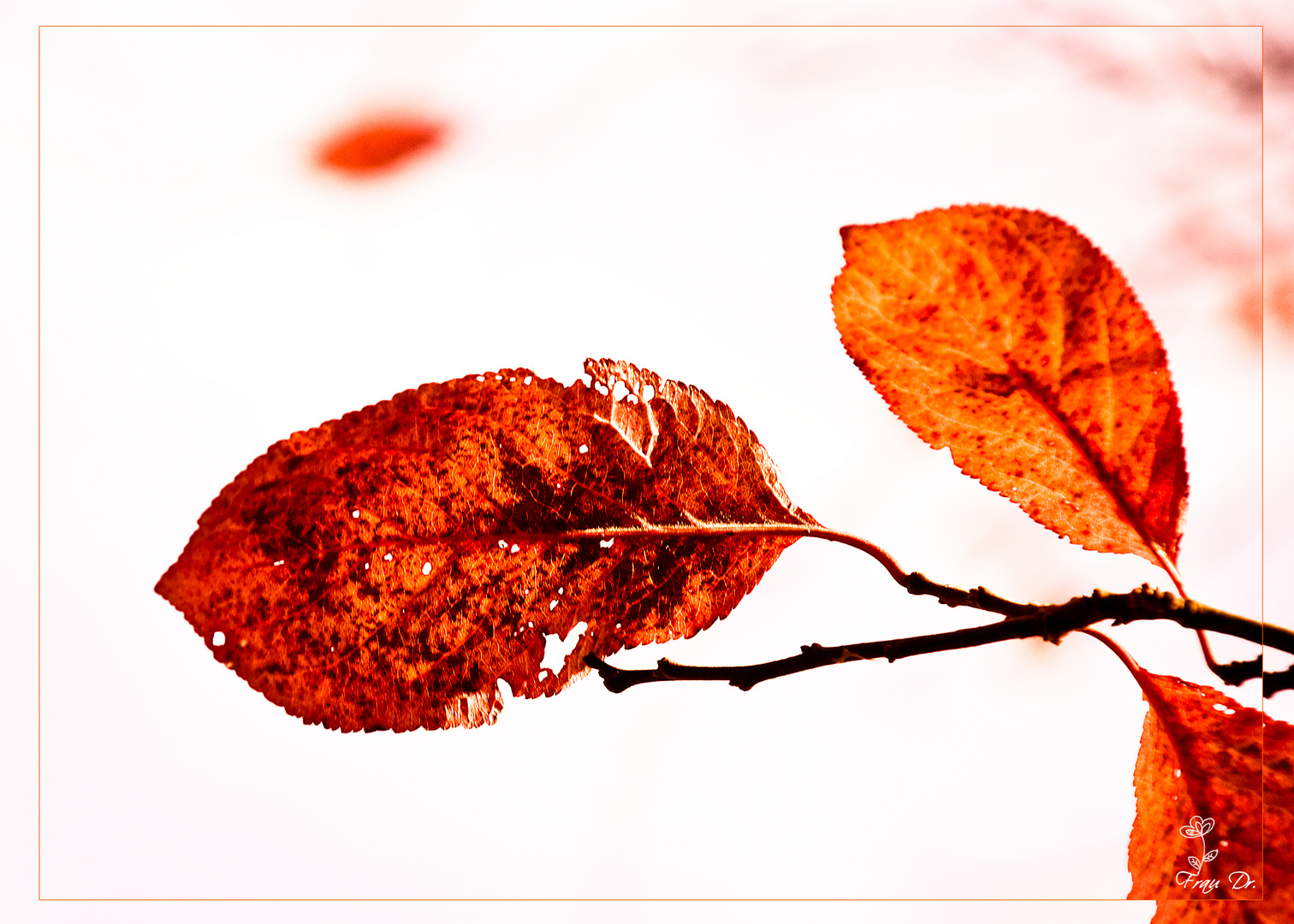 Rotes Herbstblatt Foto & Bild | pflanzen, pilze & flechten, bäume ...