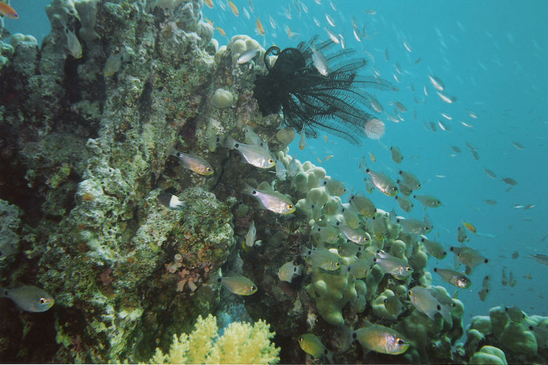 Rotes Meer 1 Foto & Bild | unterwasser, uw-salzwasser, natur-kreativ ...