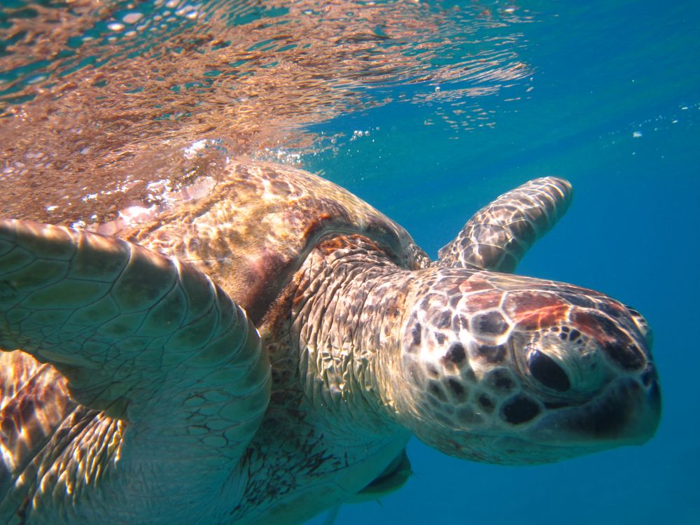 Rotes Meer Foto & Bild | africa, egypt, north africa Bilder auf ...