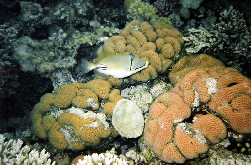 Rotes Meer 7 Foto & Bild | tiere, wildlife, fische Bilder auf fotocommunity