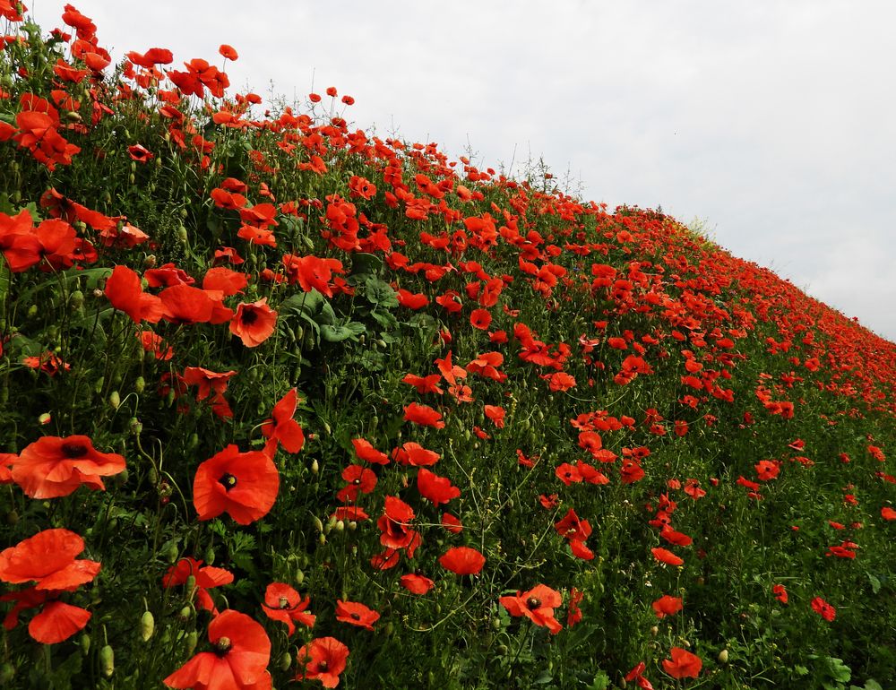 Rotes Meer Foto & Bild | jahreszeiten, frühling, natur Bilder auf ...