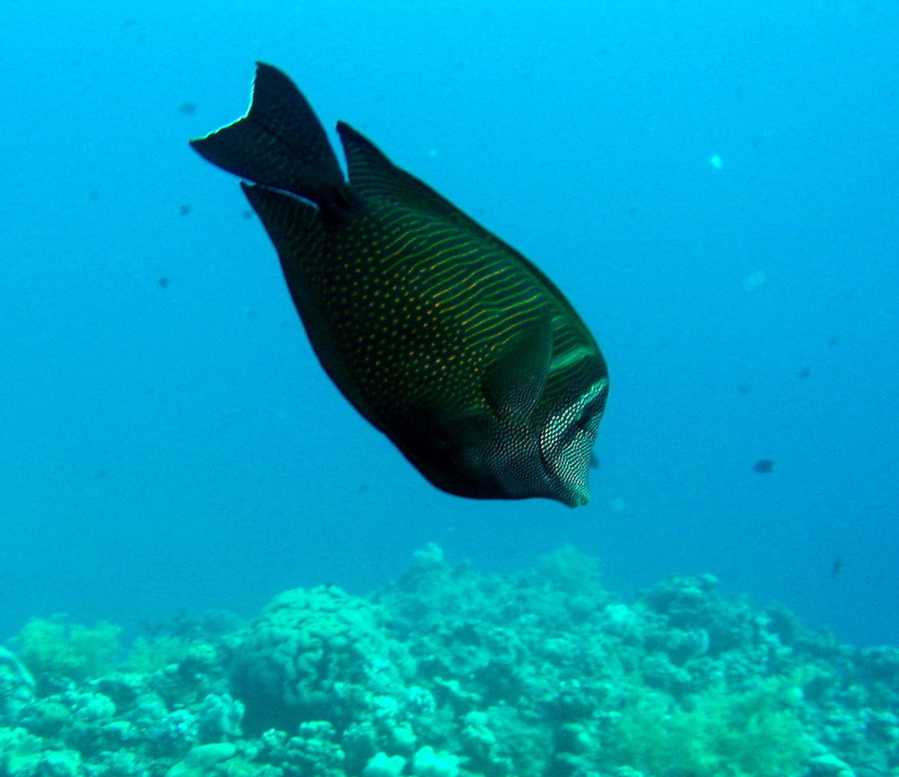 rotes Meer Foto & Bild | tiere, wildlife, fische Bilder auf fotocommunity