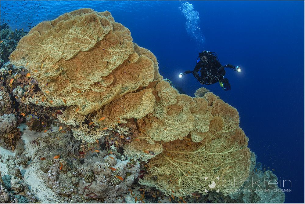 ~Rotes Meer~ Foto & Bild | unterwasser, uw-salzwasser, natur-kreativ ...