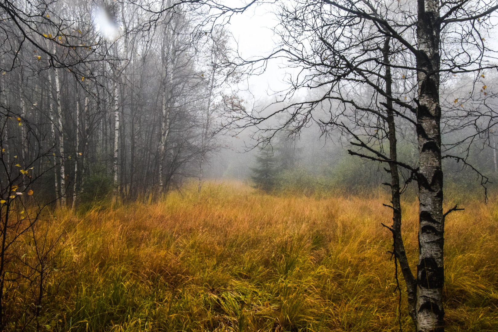 Rotes Moor Foto & Bild | deutschland, europe, landschaft Bilder auf ...