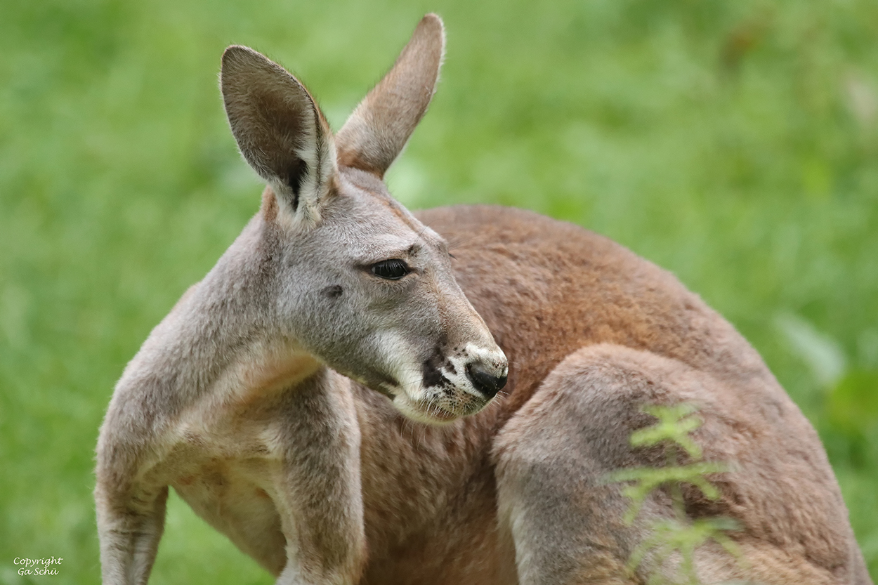 Rotes Riesenkänguru Foto & Bild | natur, känguru, tiere Bilder auf ...