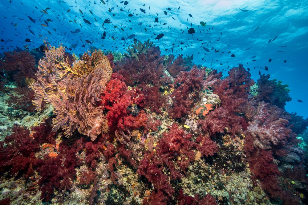 Rotes Riff Foto & Bild | meer, natur, ozean Bilder auf fotocommunity