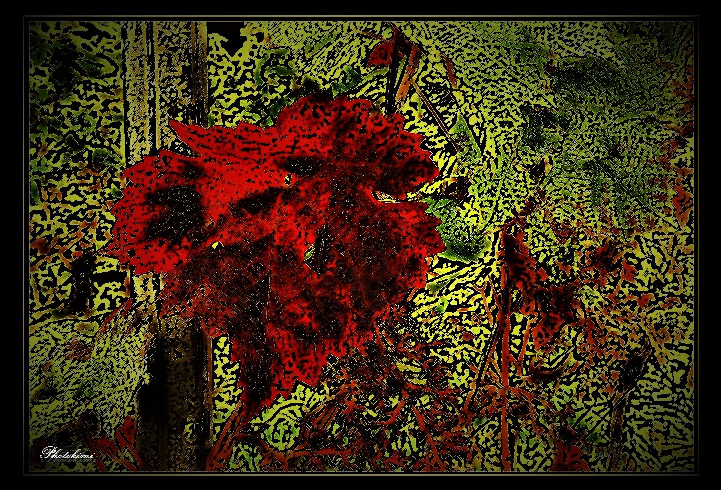 Rotfärbung der Rebe Foto & Bild | pflanzen, pilze & flechten, projekte ...