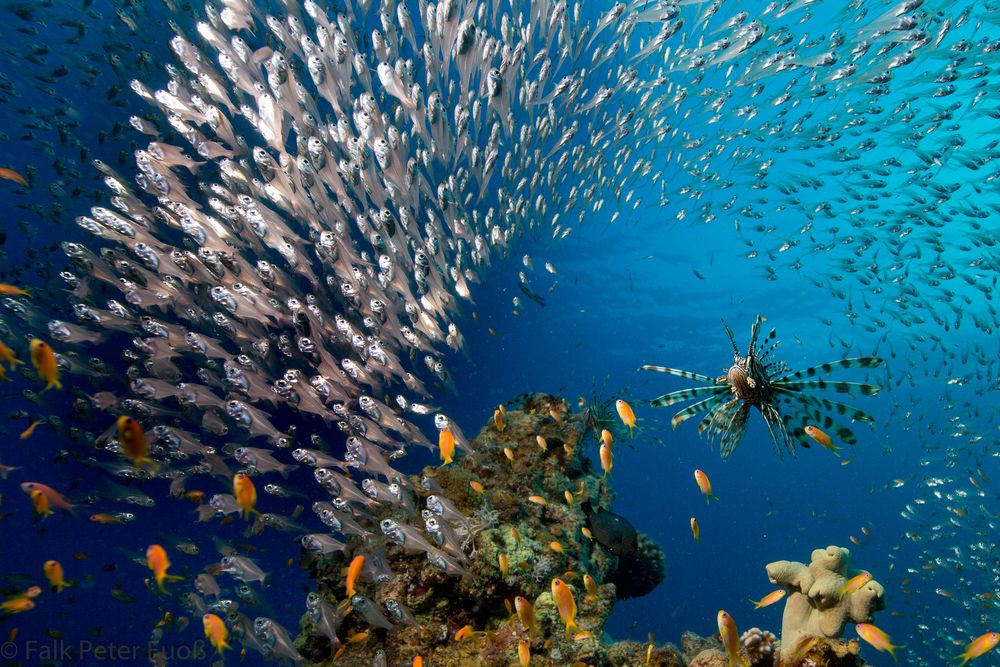 Rotfeuer auf der Jagd Foto & Bild | unterwasser, uw-salzwasser, natur ...