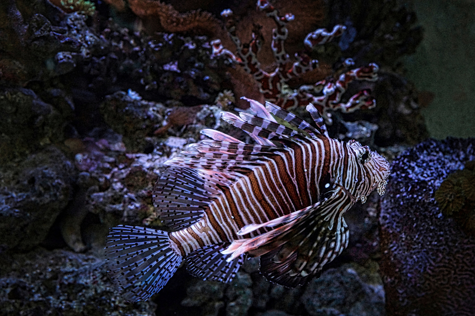 Rotfeuerfisch Foto & Bild | natur, giftig, gefährlich Bilder auf ...