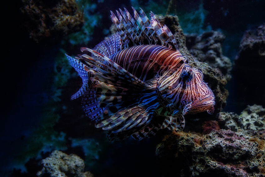 Rotfeuerfisch Foto & Bild | tiere, zoo, wildpark & falknerei, zoo ...