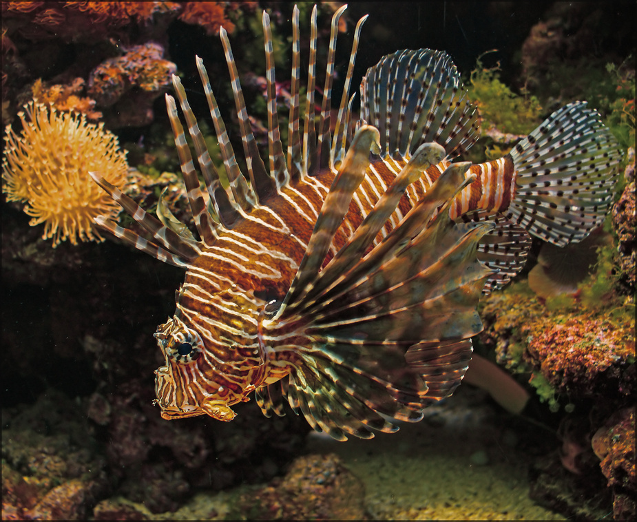 Rotfeuerfisch Foto & Bild | tiere, zoo, wildpark & falknerei, zoo ...