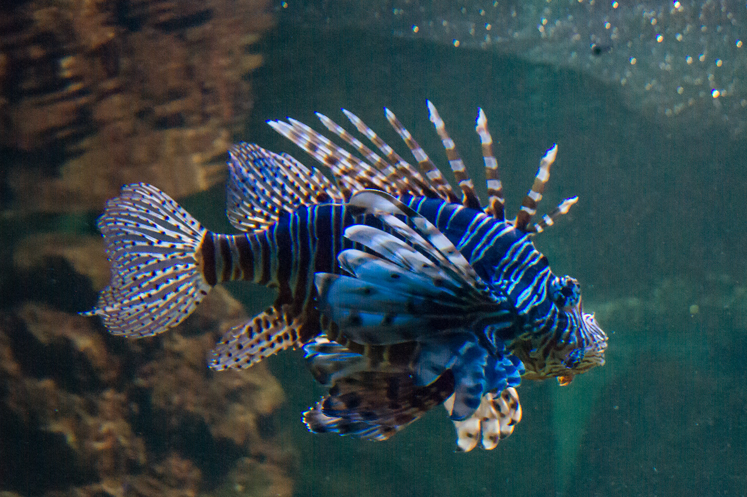 Rotfeuerfisch Foto & Bild | wasser, natur, tier Bilder auf fotocommunity