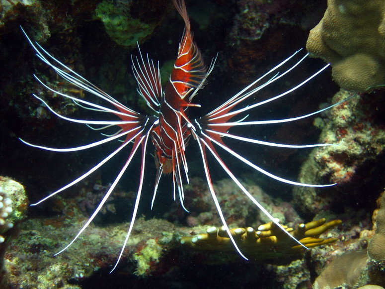 Rotfeuerfisch Foto & Bild | tiere, wildlife, fische Bilder auf ...