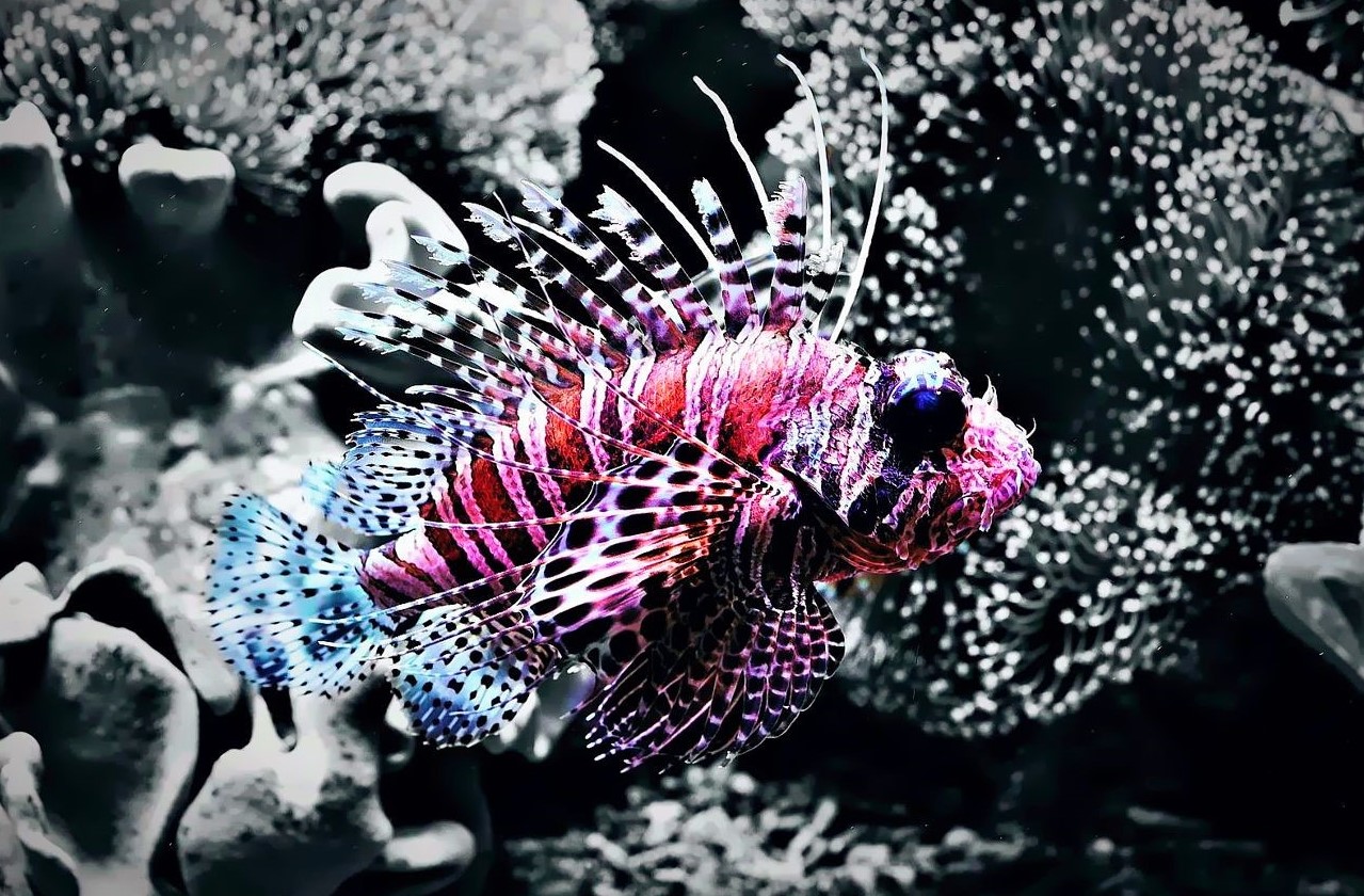 Rotfeuerfisch Foto & Bild | tiere, zoo, wildpark & falknerei, zoo ...