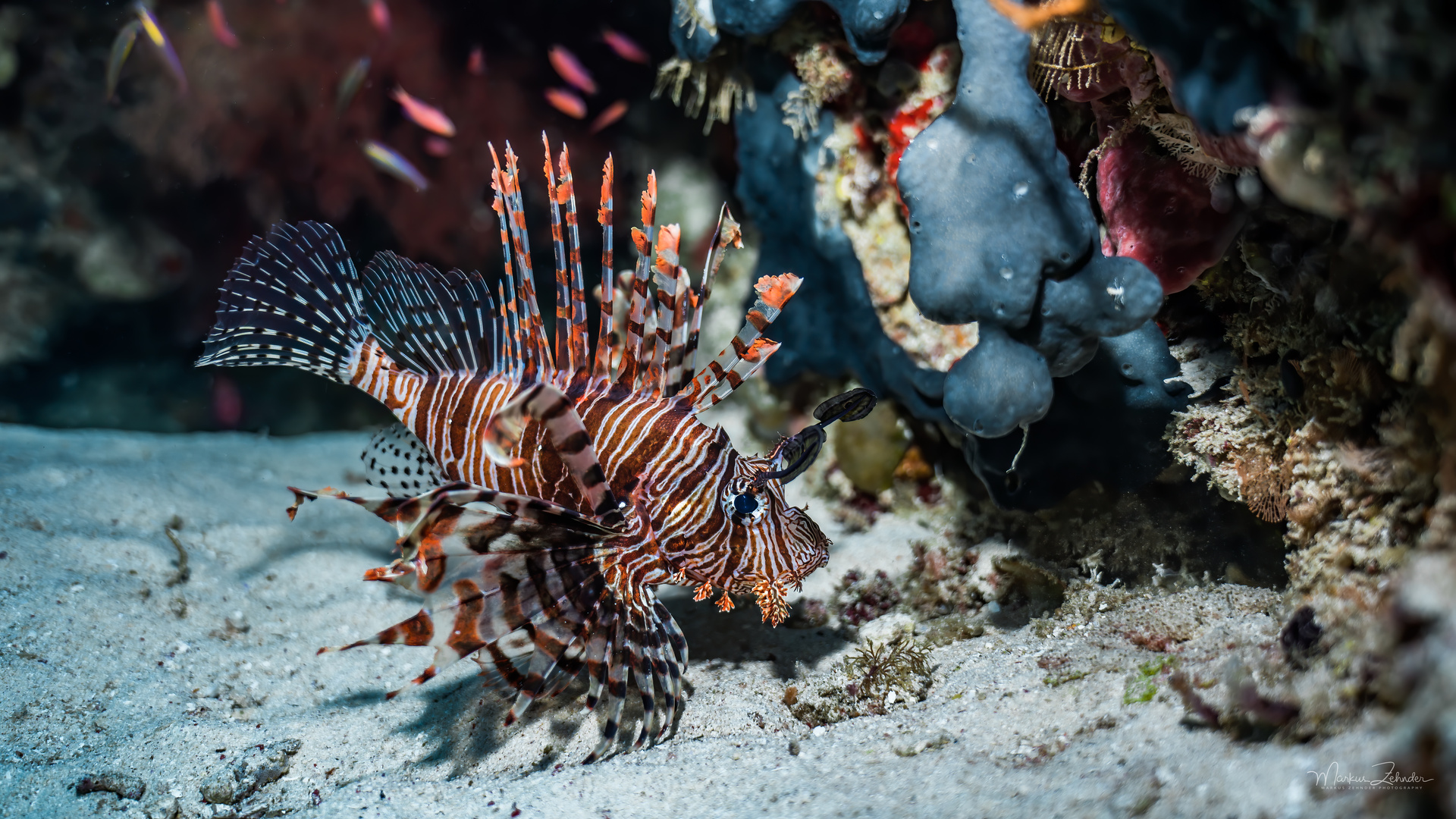 Rotfeuerfisch auf der Jagd Foto & Bild | asia, indonesia, tiere Bilder ...