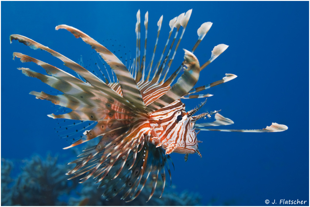 Rotfeuerfisch Foto & Bild | unterwasser, uw-salzwasser, natur-kreativ ...