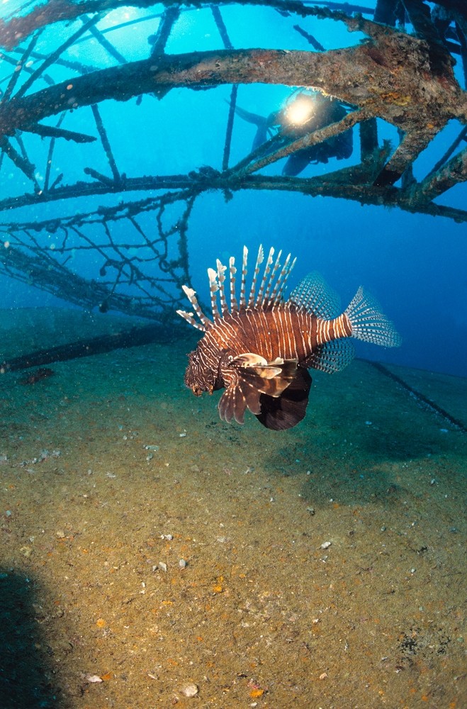 Rotfeuerfisch - Bild & Foto von Heike Loos aus TIERPORTRAIT ...