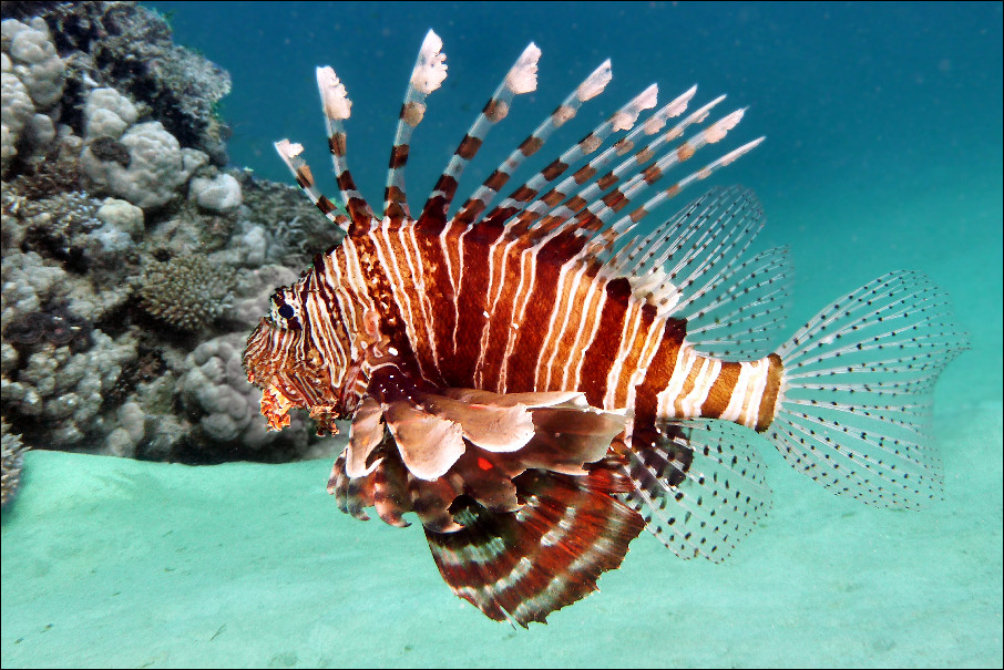 Rotfeuerfisch Foto & Bild | tiere, wildlife, fische Bilder auf ...