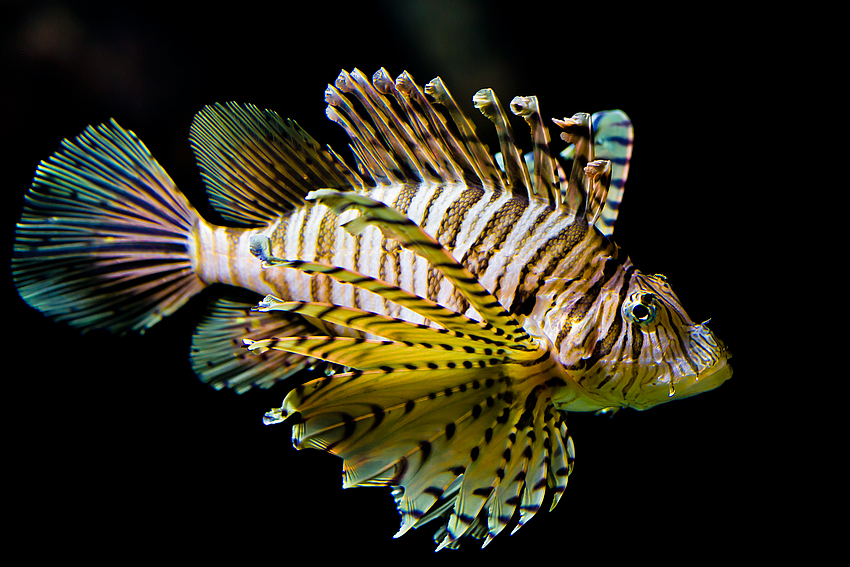 Rotfeuerfisch Foto & Bild | tiere, zoo, wildpark & falknerei, zoo ...