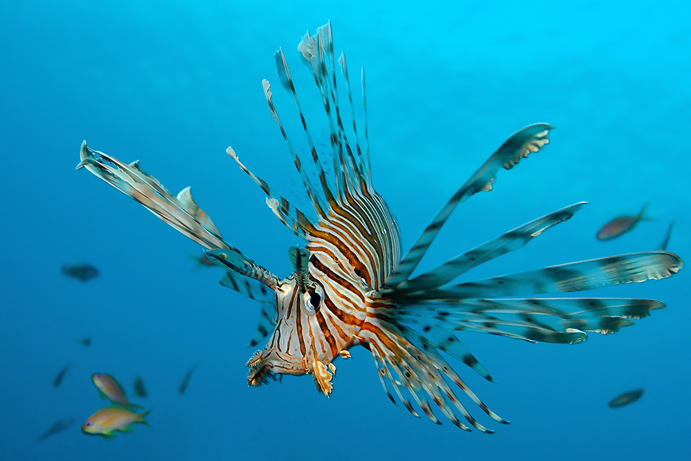 Rotfeuerfisch Foto & Bild | unterwasser, uw-salzwasser, natur-kreativ ...