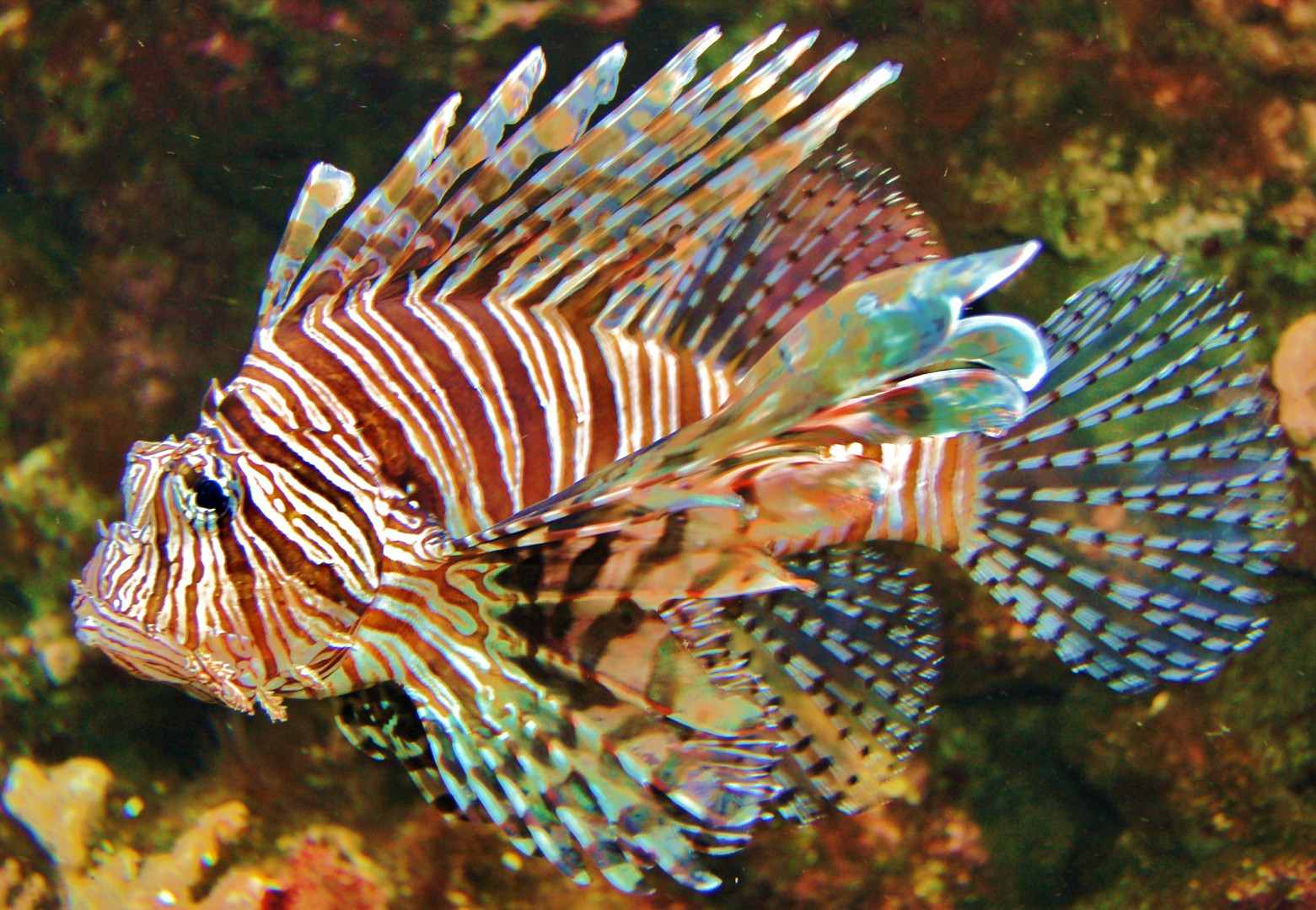 Rotfeuerfisch..... Foto & Bild | tiere, zoo, wildpark & falknerei, zoo ...