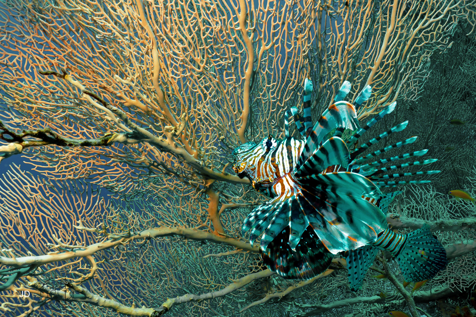 Rotfeuerfisch / Fächergoronie Foto & Bild | natur-kreativ, kreativ ...