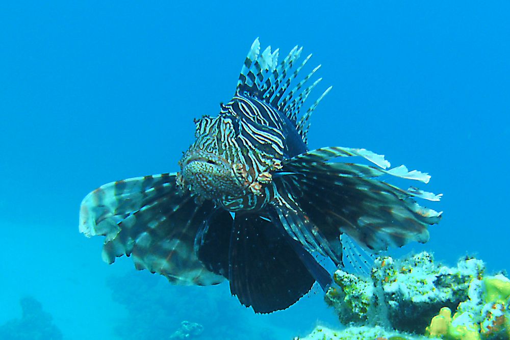 Rotfeuerfisch im Anflug Foto & Bild | unterwasser, uw-salzwasser, natur ...